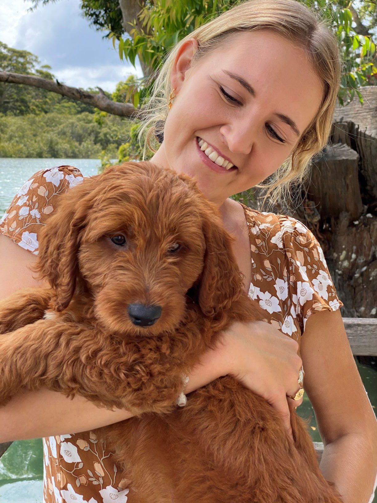 Photos of cavoodle puppies groodle puppy and toy poodle – Cavoodle pups ...